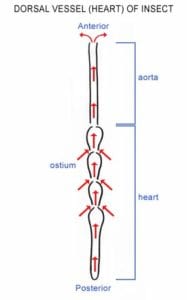 Do Insects Have Hearts? | Insect Blood | Hemolymph | Bio Explorer