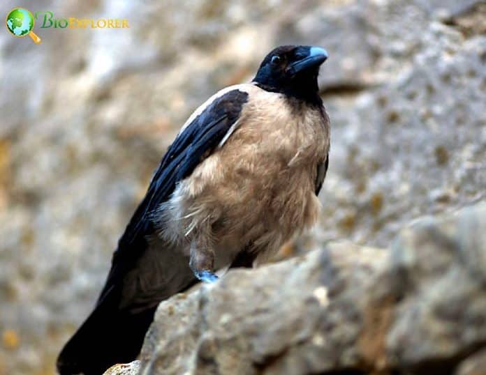 Pied Crow | Corvus Albus | Black and White Bird | BioExplorer