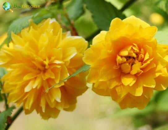 Japan Rose Flower | Kerria japonica | BioExplorer.net