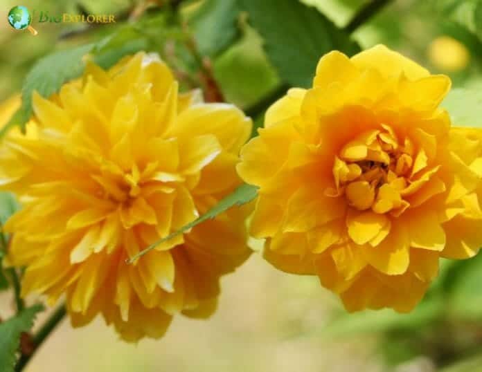 Japan Rose Flower | Kerria japonica | BioExplorer.net