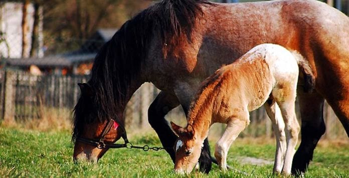 Top 7 Pros and Cons of Cloning | Reproductive Cloning | BioExplorer