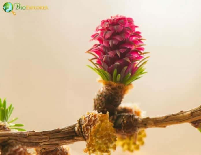Larch Flower | Larix spp. | Coniferous Flower | BioExplorer.net