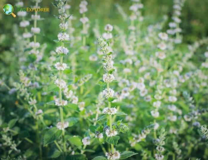 Lemon Balm Flower | Melissa officinalis | BioExplorer.net