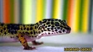 Leopard Gecko | Lifespan, Diet, Reproduction & Ecological Importance