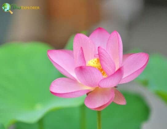 Lotus Flower Mystique | Nelumbo nucifera | Symbolism | Pictures
