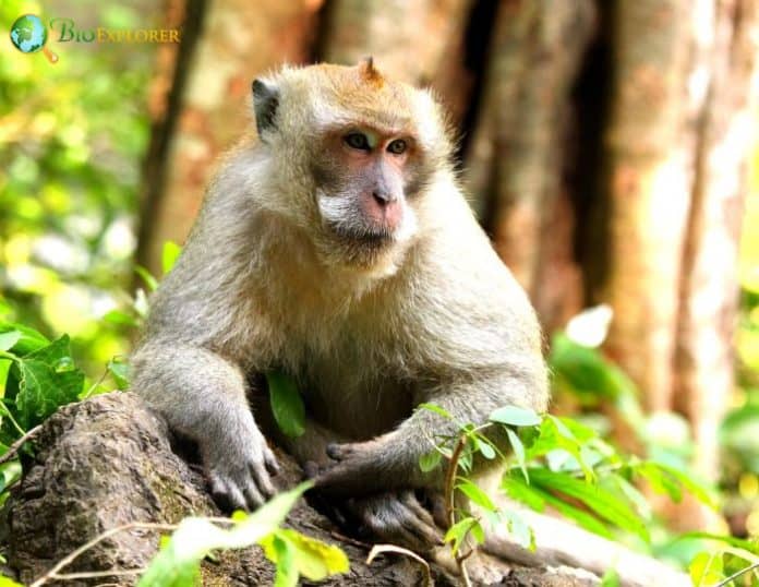 Crab-eating macaque Characteristics | Macaca fascicularis Diet & Facts