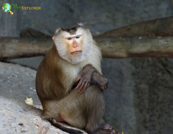 Northern Pig-Tailed Macaque Characteristics | Macaca Leonina Facts