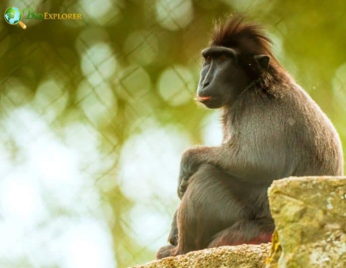 Moor Macaque Characteristics | Macaca Maura Facts | BioExplorer