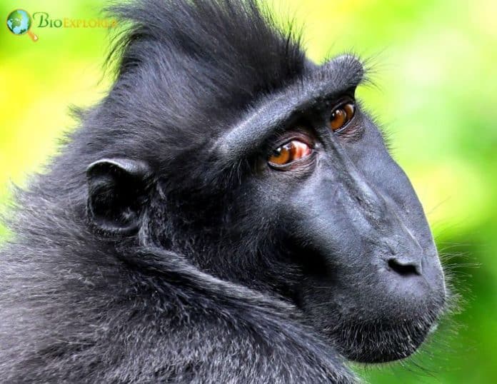 Crested Black Macaque Characteristics | Macaca Nigra Facts