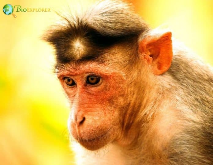 Bonnet Macaque Characteristics | Macaca Radiata Diet & Facts