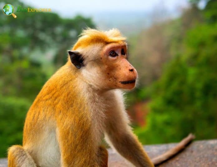 Toque Macaque Characteristics | Macaca Sinica Diet & Facts | BioExplorer