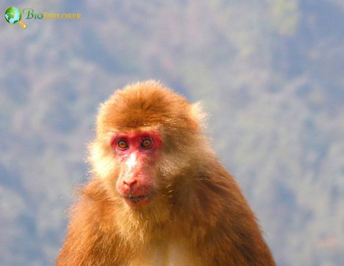 Tibetan Macaque Characteristics | Macaca Thibetana Facts