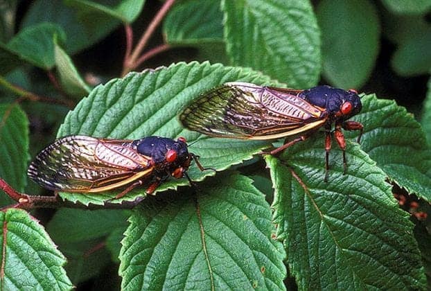 What Do Cicadas Eat? | Cicadas Diet By Types | What Eats Cicadas?
