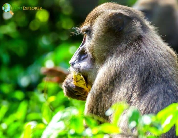Drill Monkey Characteristics | Mandrillus leucophaeus Diet & Facts