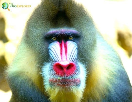 Mandrill Characteristics | Mandrillus sphinx Diet & Facts | BioExplorer