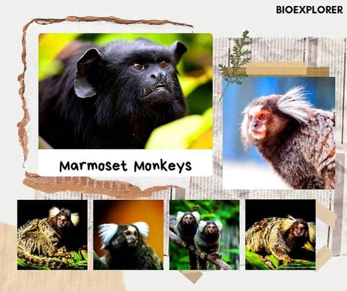 Marmoset Monkeys | Pygmy Marmosets | 24 Marmoset Species
