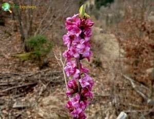 Mezereon Flower | Daphne mezereum | February Daphne | BioExplorer.net