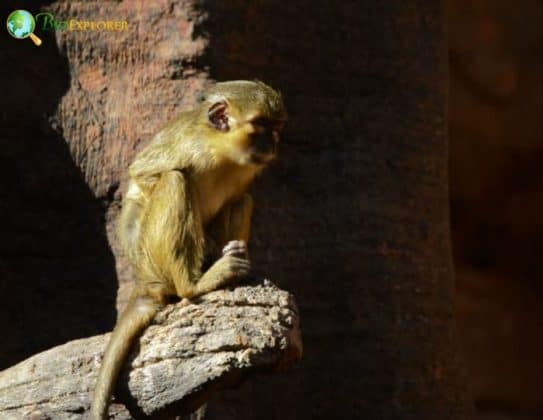 Gabon Talapoin Characteristics | Miopithecus ogouensis Facts