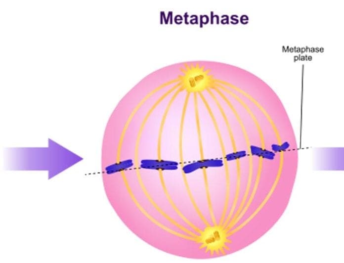 What is Mitosis? | Stages of Mitosis | Steps of Mitosis | Biology Explorer