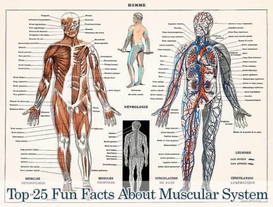 Top 25 Best Muscular System Facts | Muscles Fun Facts (Updated 2023)