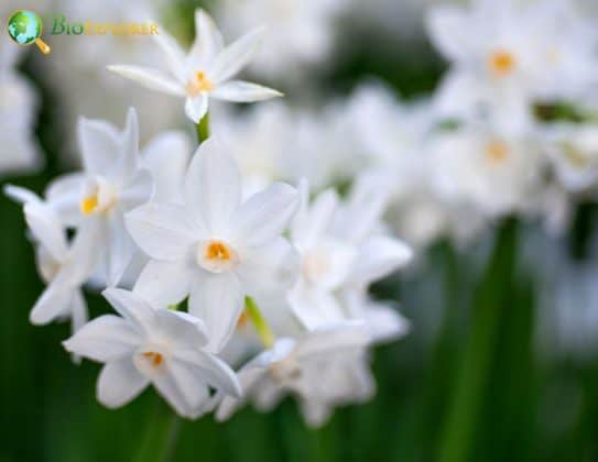 Wild Narcissus Flower | Narcissus Poeticus | Wildflower | BioExplorer