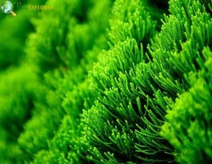 Types of Trees | Deciduous Trees | Evergreen Trees | Pictures