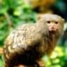 Types of New-World Monkeys | Characteristics & Species