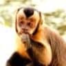 Types of New-World Monkeys | Characteristics & Species