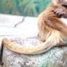 Types of New-World Monkeys | Characteristics & Species