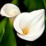Lily Flowers | 150+ Types of Lilies | True Lilies | Non-True Lilies ...
