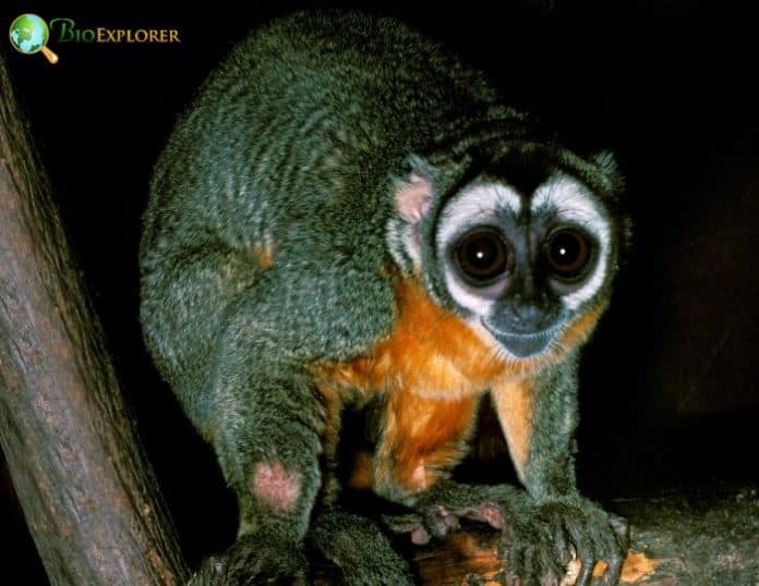 Humboldt's Night Monkey Characteristics | Aotus Trivirgatus Facts