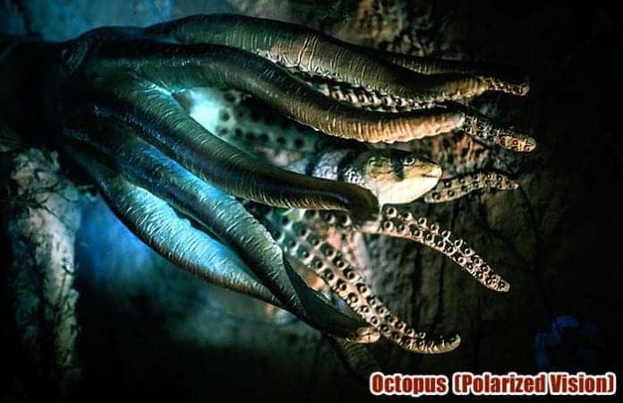 Top 11 Animals With Best Sensors (See, Hear, Smell, Taste & Feel)