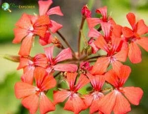 Mahon's Gilliflower | Matthiola incana | Stock Flower | BioExplorer.net