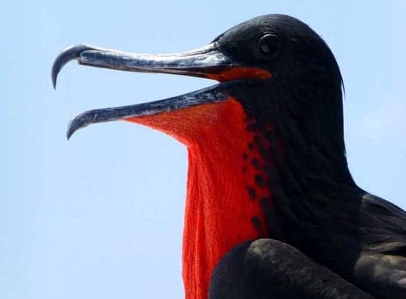 Biological Species Concept | Defining A Species | BioExplorer