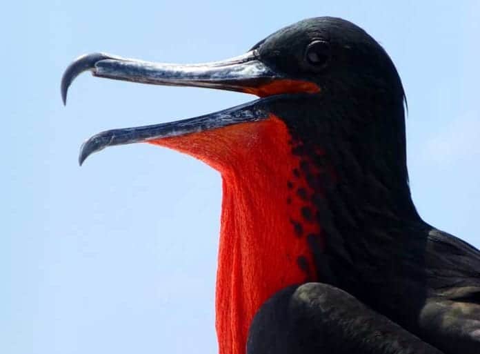 Biological Species Concept | Defining A Species | BioExplorer