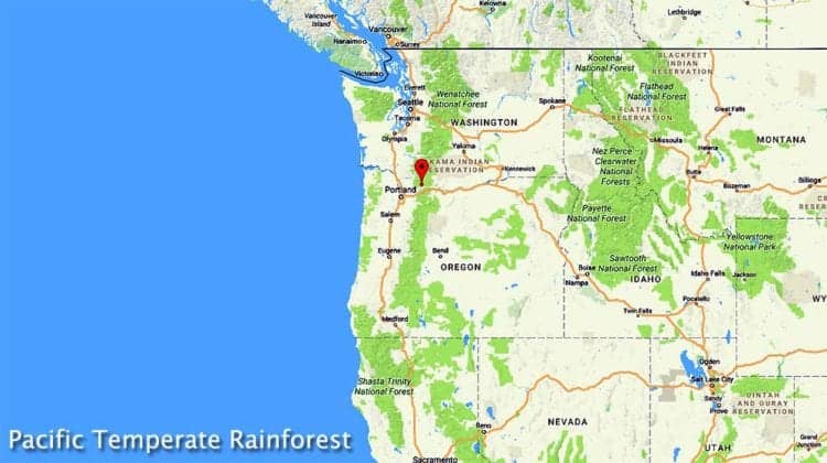 World's Top Rainforests | Tropical Rainforests | BioExplorer