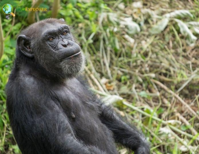 Bonobo Characteristics | Pan Paniscus Diet & Facts | BioExplorer