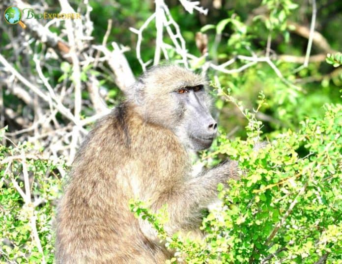 Chacma Baboon Characteristics | Papio Ursinus Diet & Facts | BioExplorer
