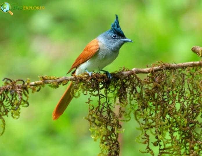 43 Types of Crows | All Corvus Species | Corvidae Family Birds