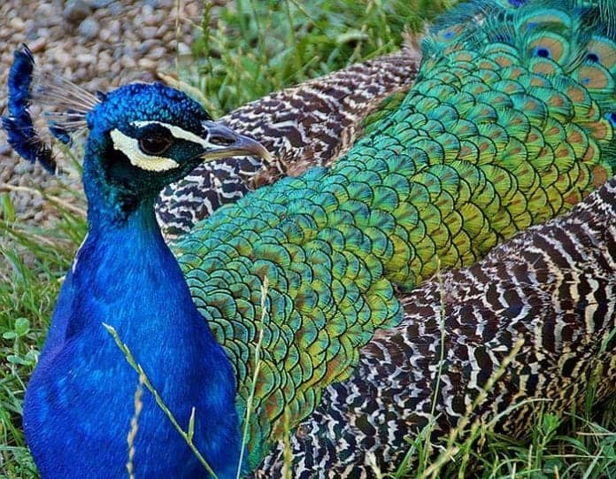 What Do Peacocks Eat? | Peacocks Diet By Types | BioExplorer