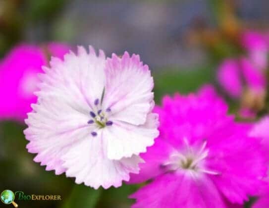 Dianthus Flower | Pinks | Dianthus barbatus Pictures | BioExplorer.net