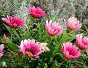 Gazania Flower | African Daisy | Treasure Flower | South African Flower