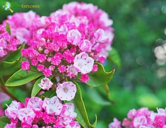 Kalmia Flower | Mountain Laurel | Kalmia latifolia | BioExplorer.net