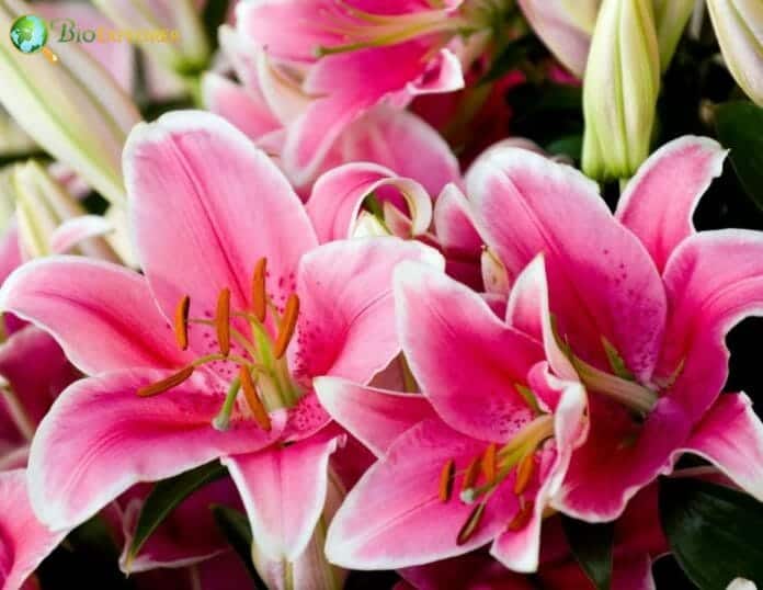 Lily Flower | Lilium longiflorum | BioExplorer.net