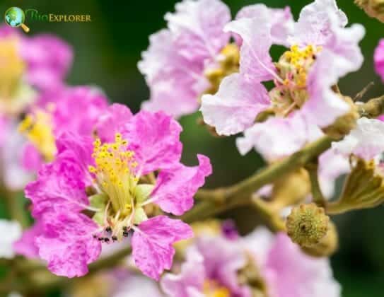 Myrtle Flower | Myrtus Nivellei | Phillyreifolia | Communis | BioExplorer