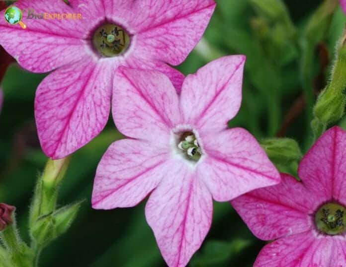 Nicotiana Flower | Nicotiana alata | Mexican Flower | BioExplorer