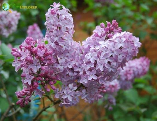 Syringa Flowers | Idaho State Flower | BioExplorer.net