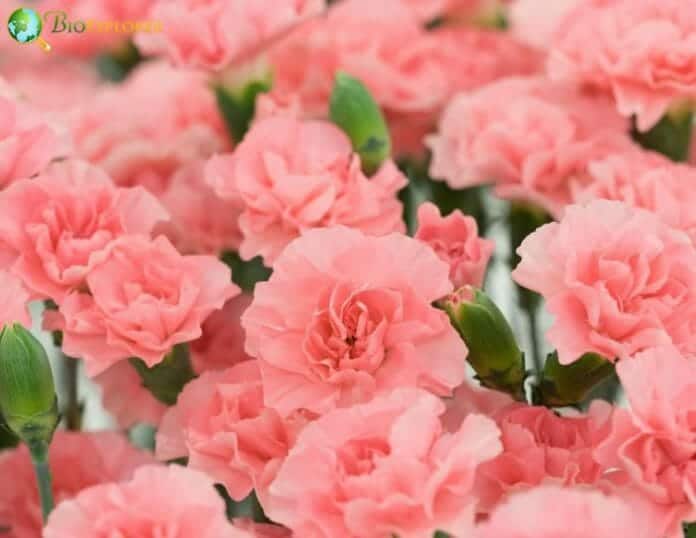 Carnation Flower | Dianthus caryophyllus | January Birthday Flower
