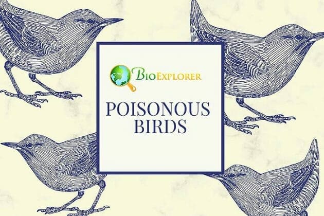 10 Top Poisonous Birds | Toxic Birds | Birds Adaptations | BioExplorer