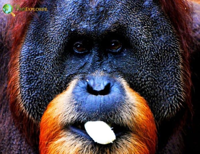 Sumatran Orangutan Characteristics | Pongo Abelii Facts
